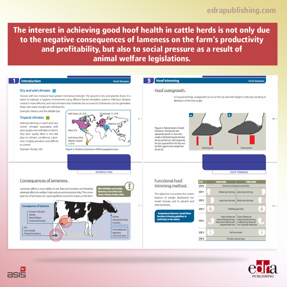 Hoof diseases. Essential Guides on Cattle Farming - Veterinary Book